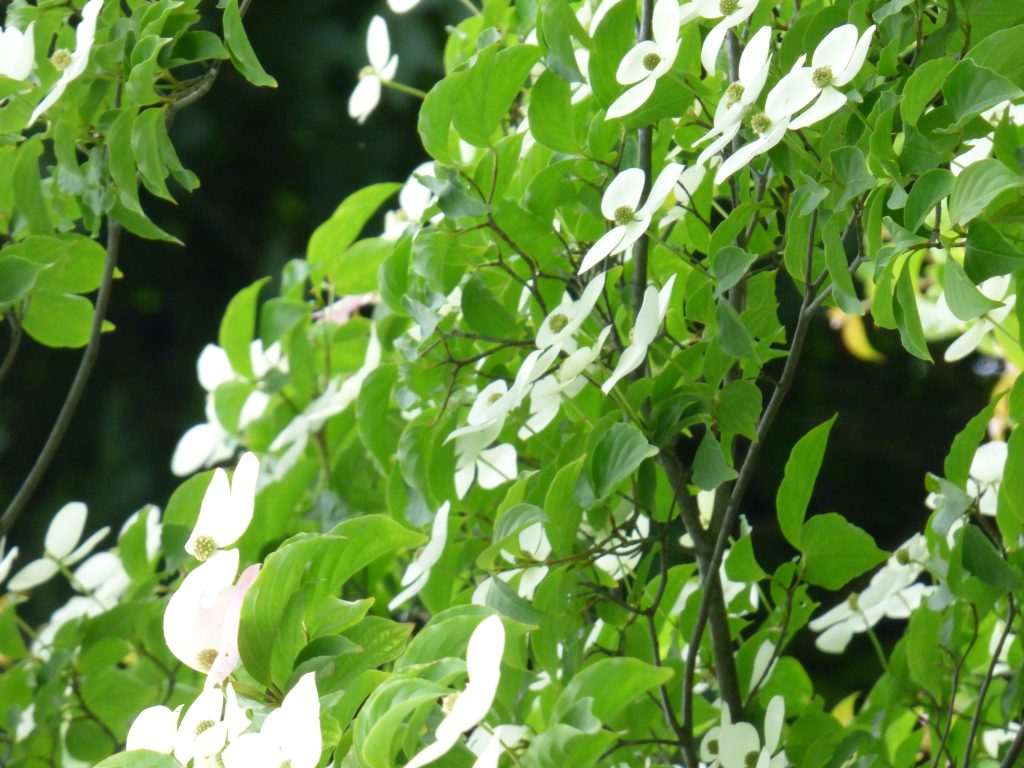 Cornus | Italian Botanical Trips