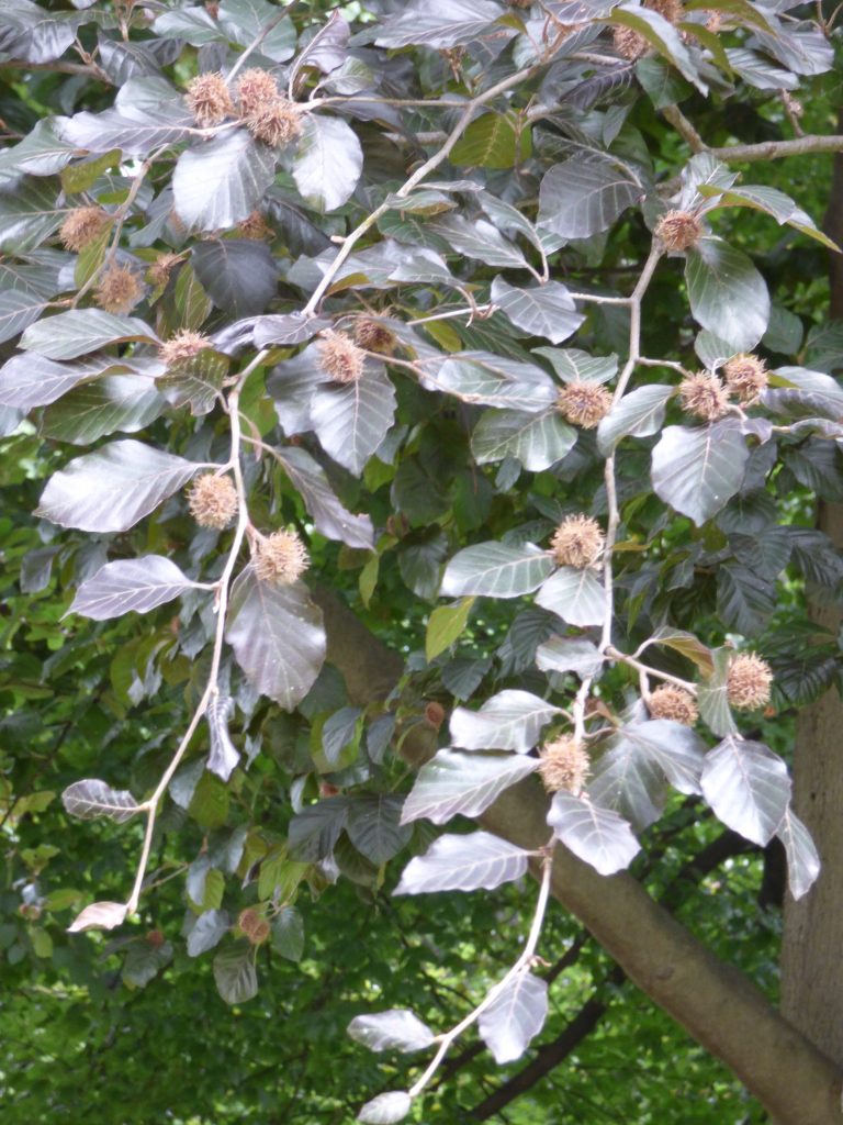 Faggio | Italian Botanical Trips