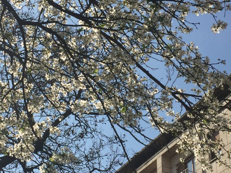 L'esigente Buddleja indica | Italian Botanical Trips