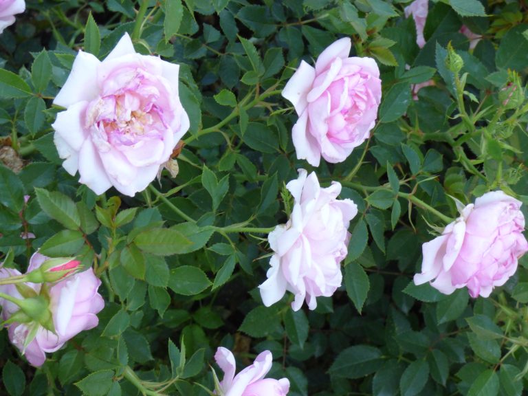 Sei rose che resistono al caldo e alla siccità | Italian Botanical Trips