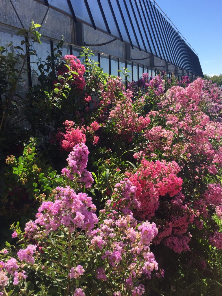 Il lilla' indiano | Italian Botanical Trips