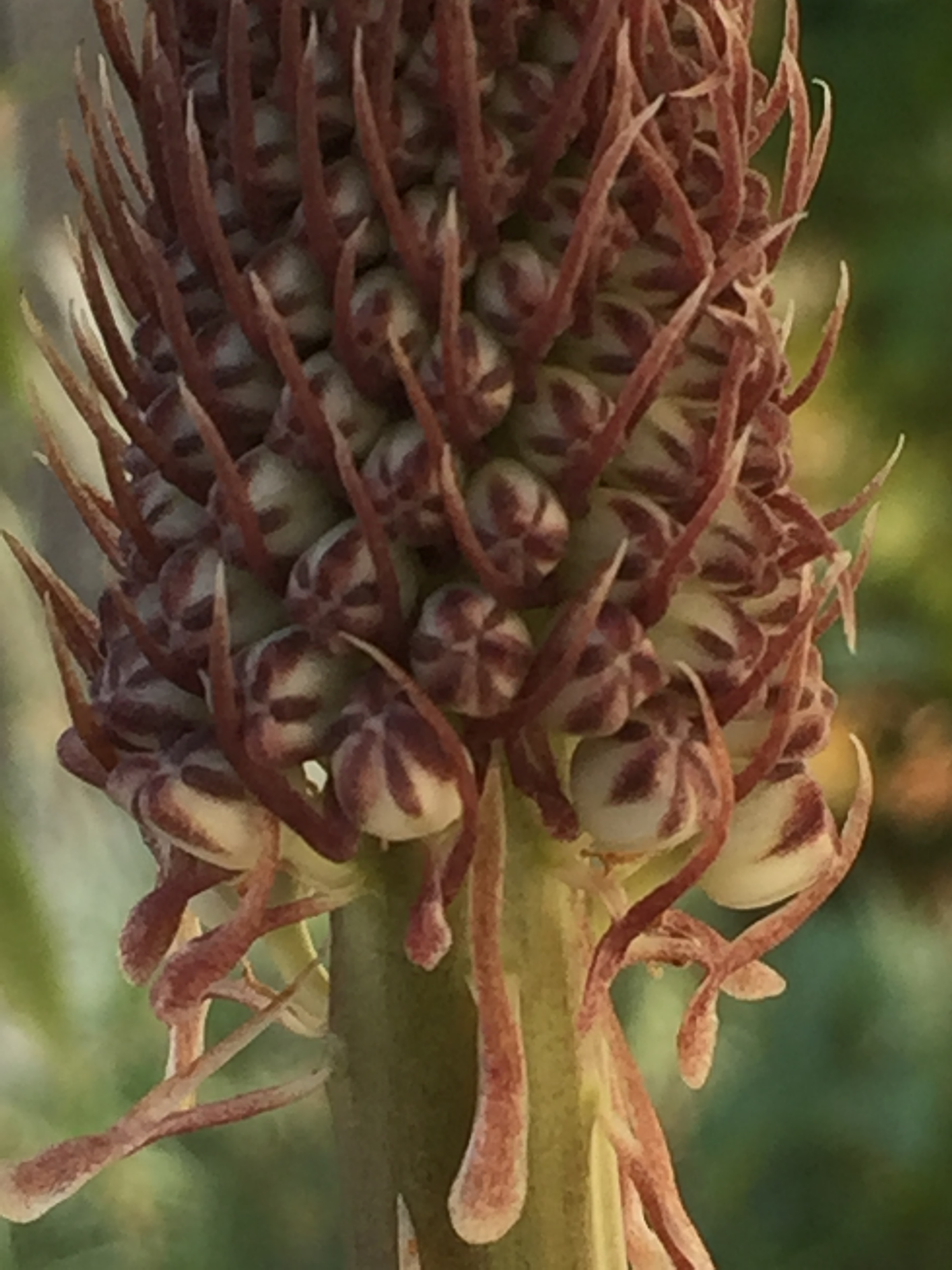 Cipolla marina, che beffa! | Italian Botanical Trips