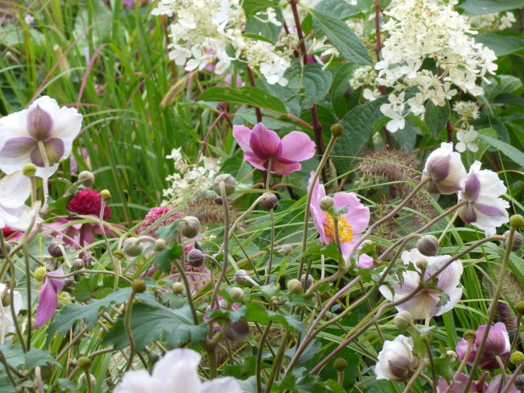 Anemone x hybrida 'Dreaming Swan' e Hydrangea paniculata 'Silver Dollar ...