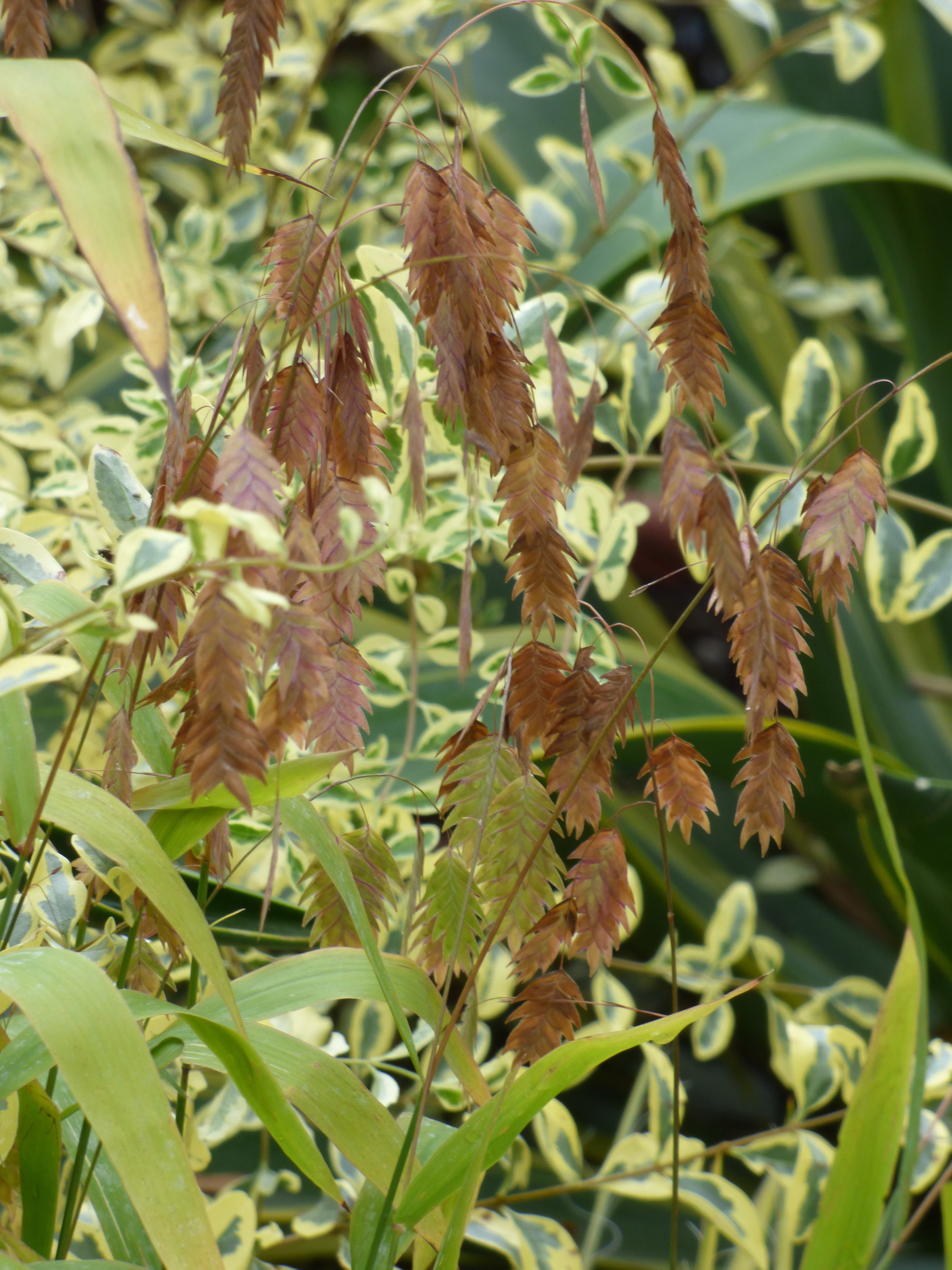 Chasmanthium latifolium | Italian Botanical Trips