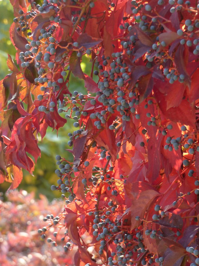 La vite americana | Italian Botanical Trips