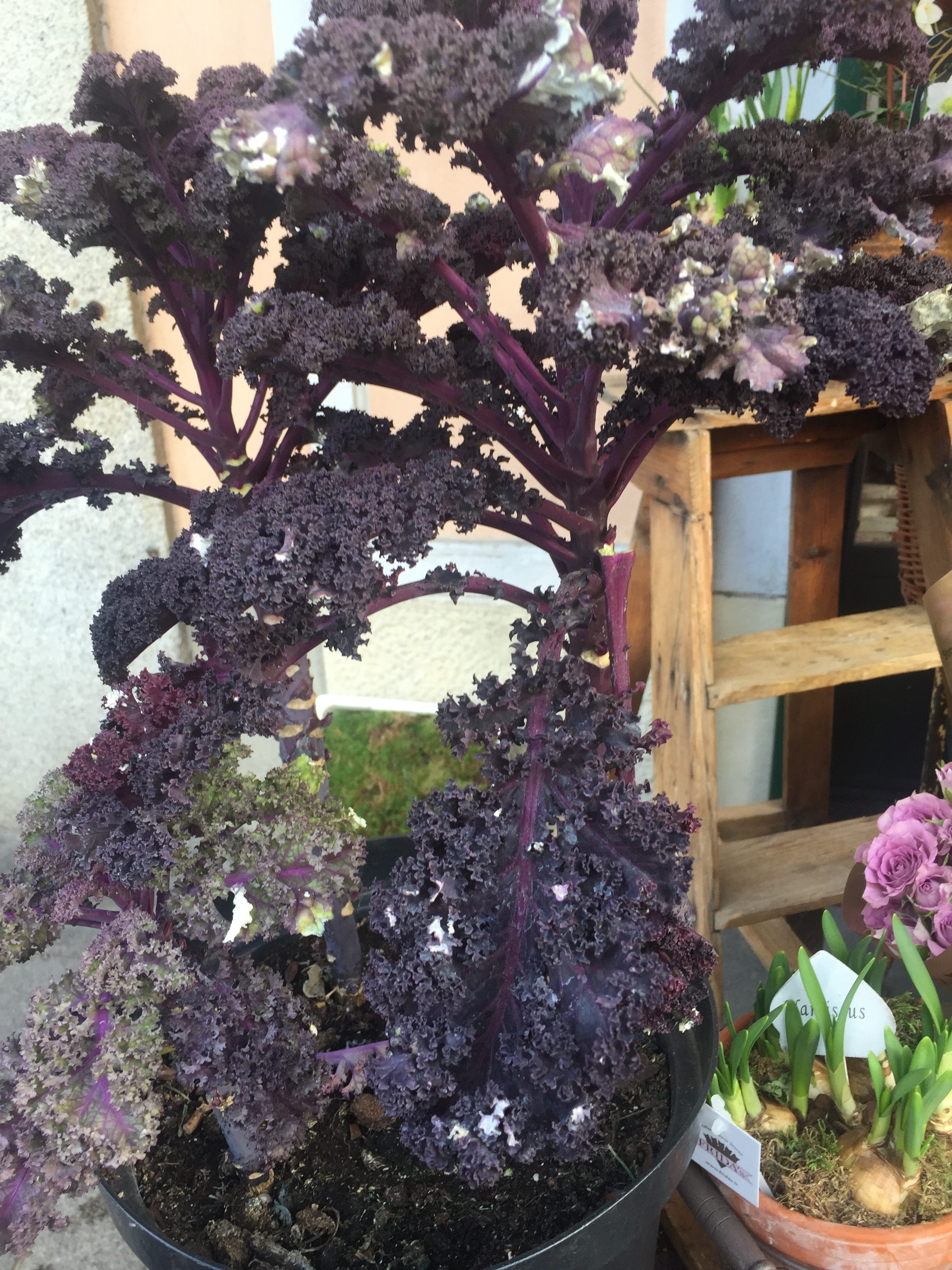Il cavolo kale | Italian Botanical Trips