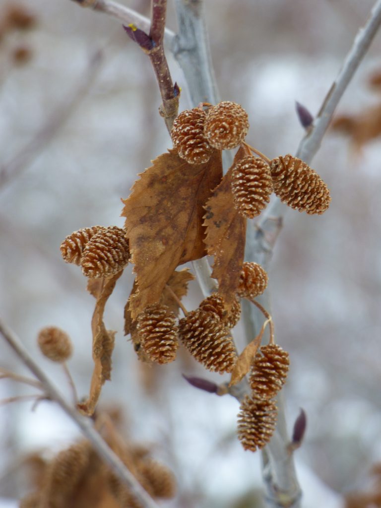 Alnus viridis, l'ontano verde di montagna | Italian Botanical Trips