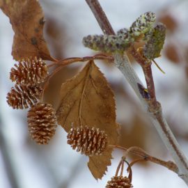 Alnus viridis, l'ontano verde di montagna | Italian Botanical Trips