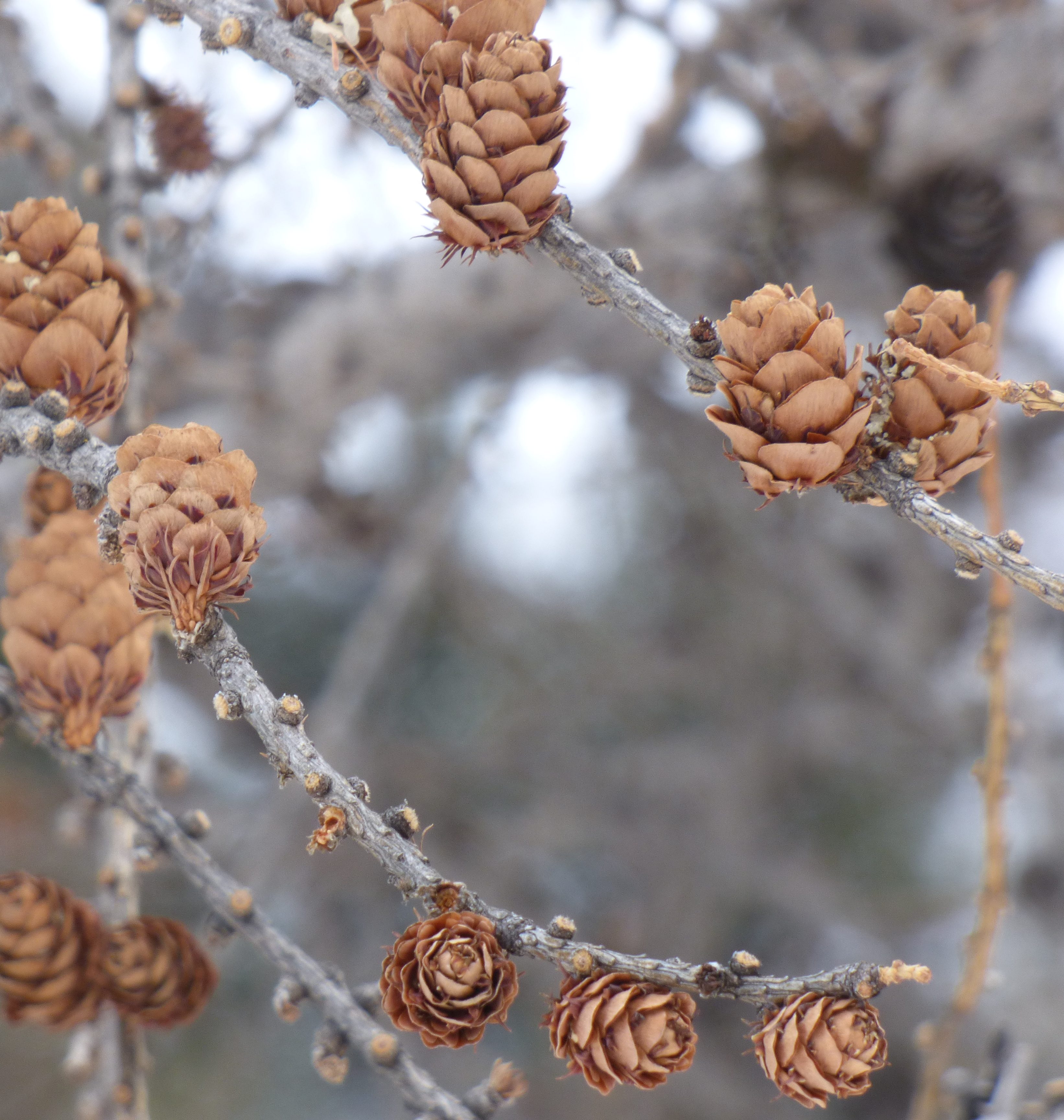 Larix decidua e molte altre specie | Italian Botanical Trips