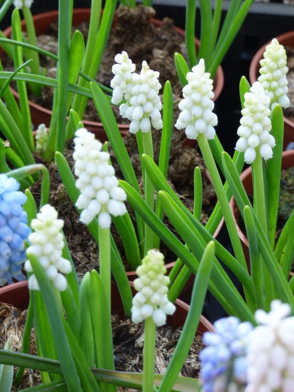 Muscari 'Album' | Italian Botanical Trips