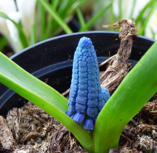 Sembra un muscari ma non lo è: Bellevalia pycnantha | Italian Botanical ...
