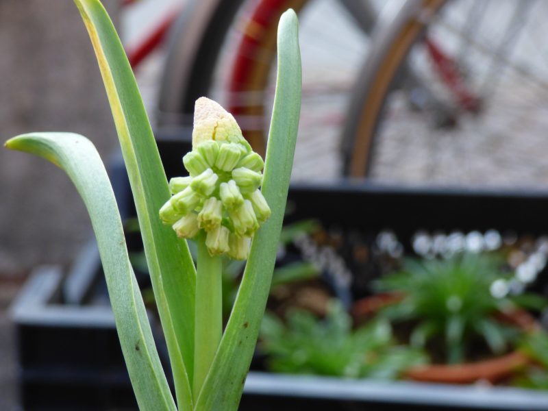 Bellevalia romana | Italian Botanical Trips