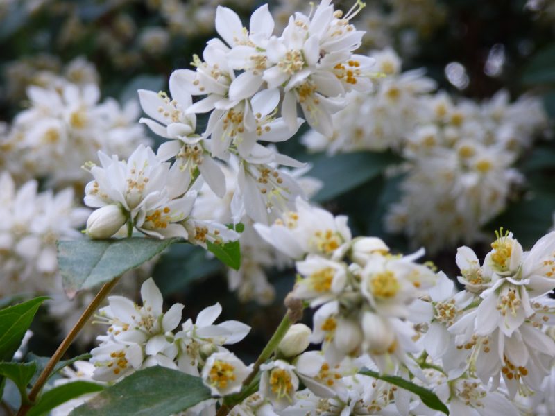 Deuzia in città | Italian Botanical Trips