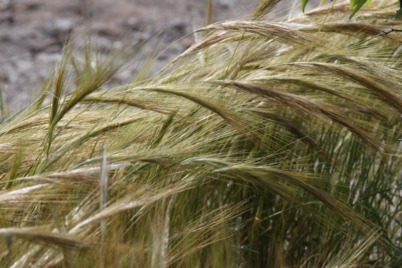 Stipa capensis Panarea 2016 004 | Italian Botanical Trips