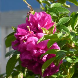 Rosa 'Hansa' e i giardini norvegesi | Italian Botanical Trips