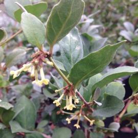 L'esigente Buddleja indica | Italian Botanical Trips