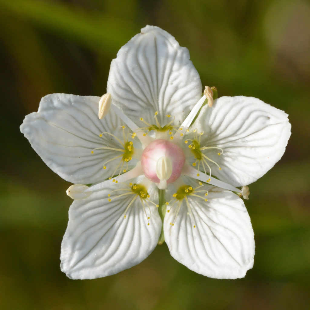 Parnassia palustris, stelline bianche | Italian Botanical Trips