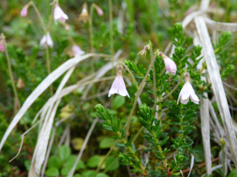 La piccola Linnea borealis | Italian Botanical Trips