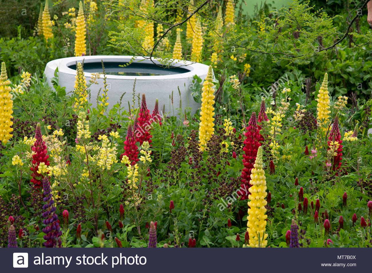 lupinus-desert-sun-lupinus-masterpiece-and-lupinus-arboreus-around-a ...