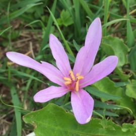 Il colchico d'autunno | Italian Botanical Trips