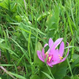 Il colchico d'autunno | Italian Botanical Trips