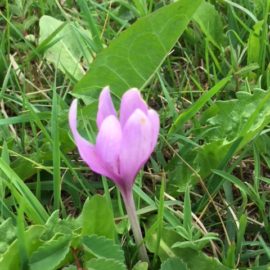 Il colchico d'autunno | Italian Botanical Trips