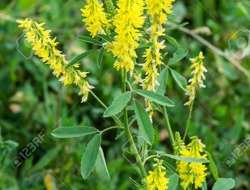 Melilotus officinalis in a natural environment of growth | Italian ...