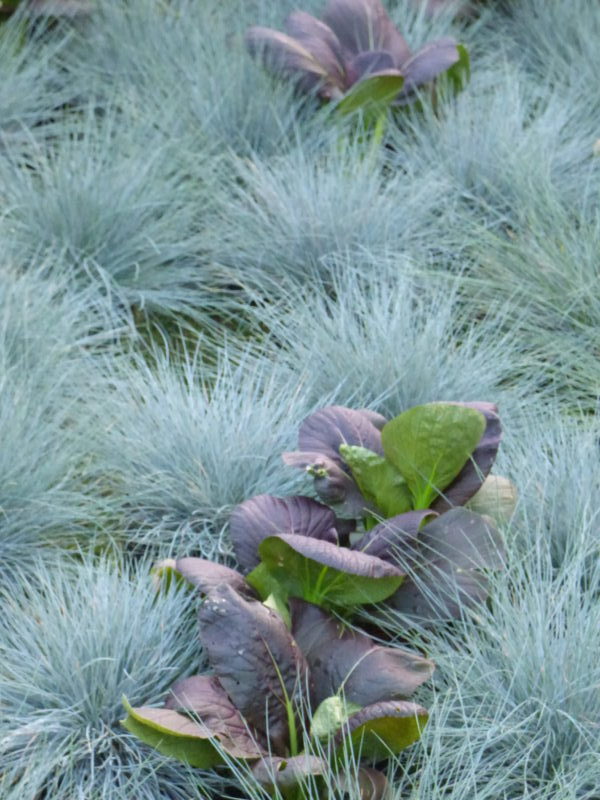 Cavoli, festuche e altro ancora: il giardino di Central Park a ...