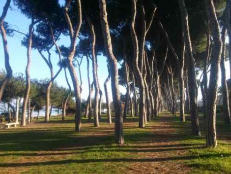 pineta-di-pineto | Italian Botanical Trips