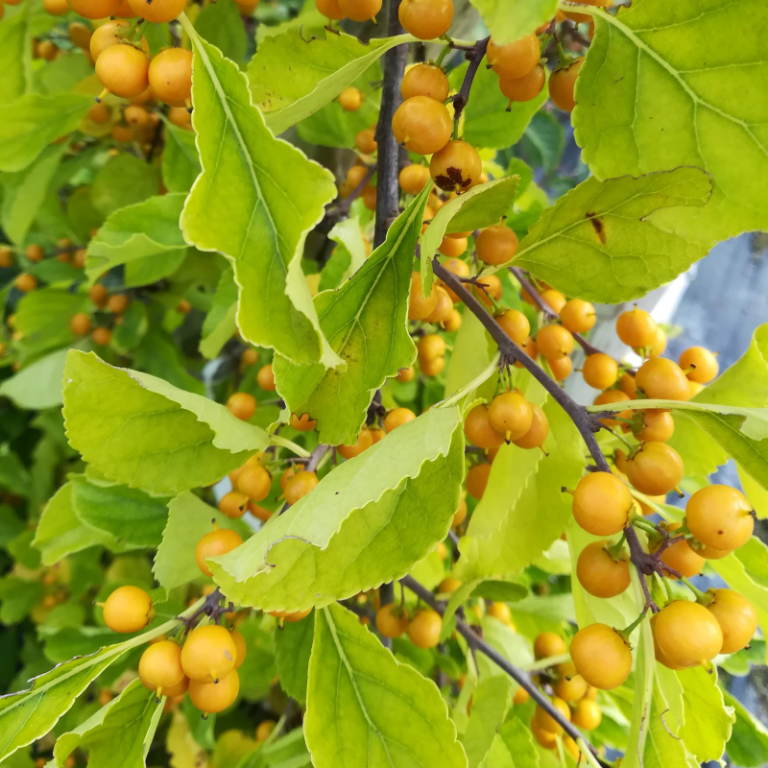 Il bello del celastro | Italian Botanical Trips