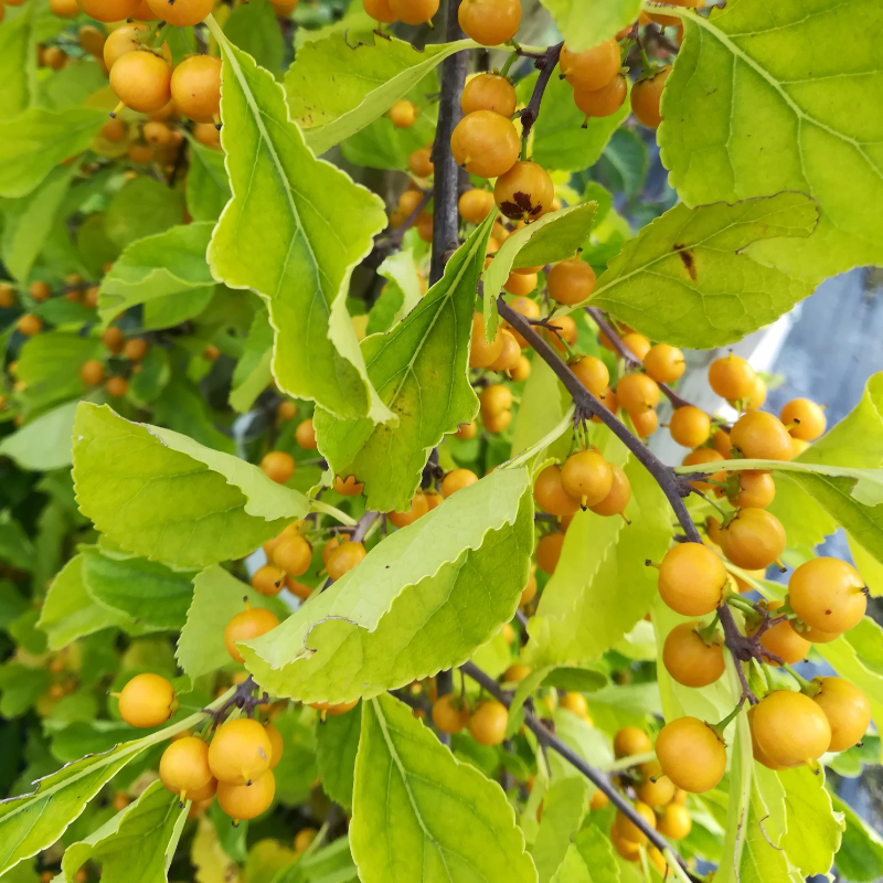 Il bello del celastro | Italian Botanical Trips