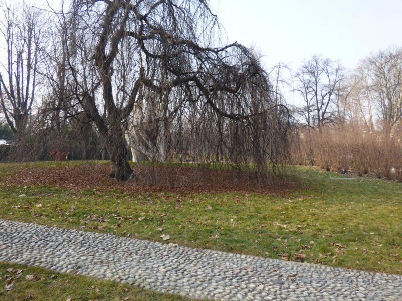 parco sempione, Milano, faggio pendulo 1 | Italian Botanical Trips