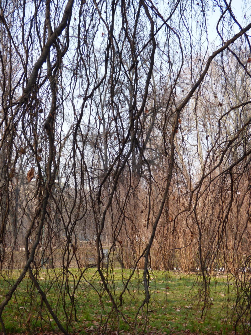 parco sempione, milano, faggio pendulo 2 | Italian Botanical Trips
