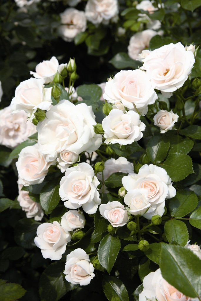 Sette rose sette di Anna Peyron | Italian Botanical Trips