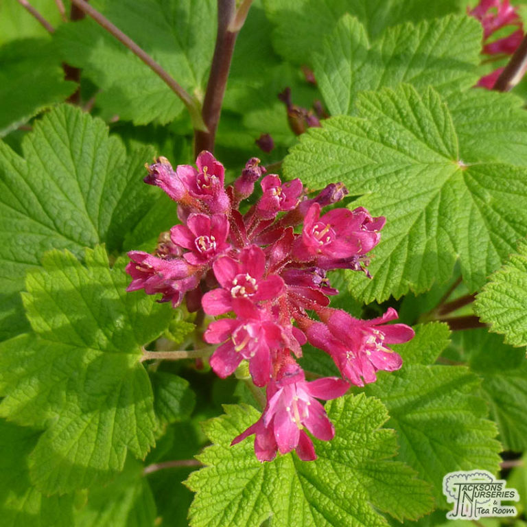 Un ribes da fiore che profuma di caramella | Italian Botanical Trips