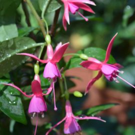 Le fucsie rustiche del Giardino delle Essenze Perdute | Italian ...