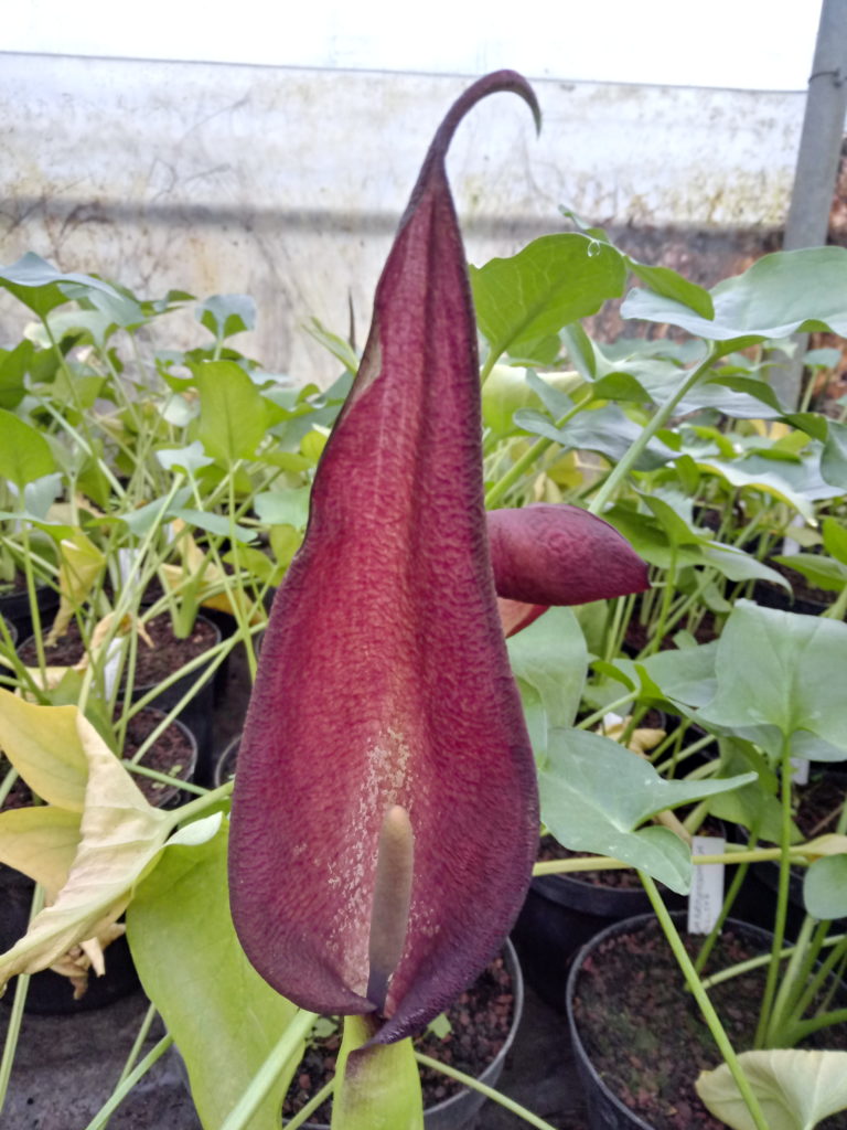 Piante strane: Arum cyrenaicum | Italian Botanical Trips
