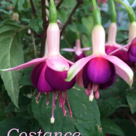 Le fucsie rustiche del Giardino delle Essenze Perdute | Italian ...