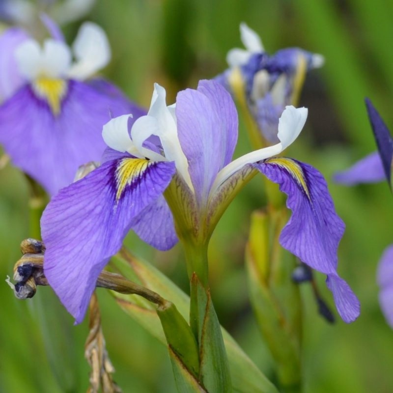 Le Iris d'acqua di Arborea Farm | Italian Botanical Trips