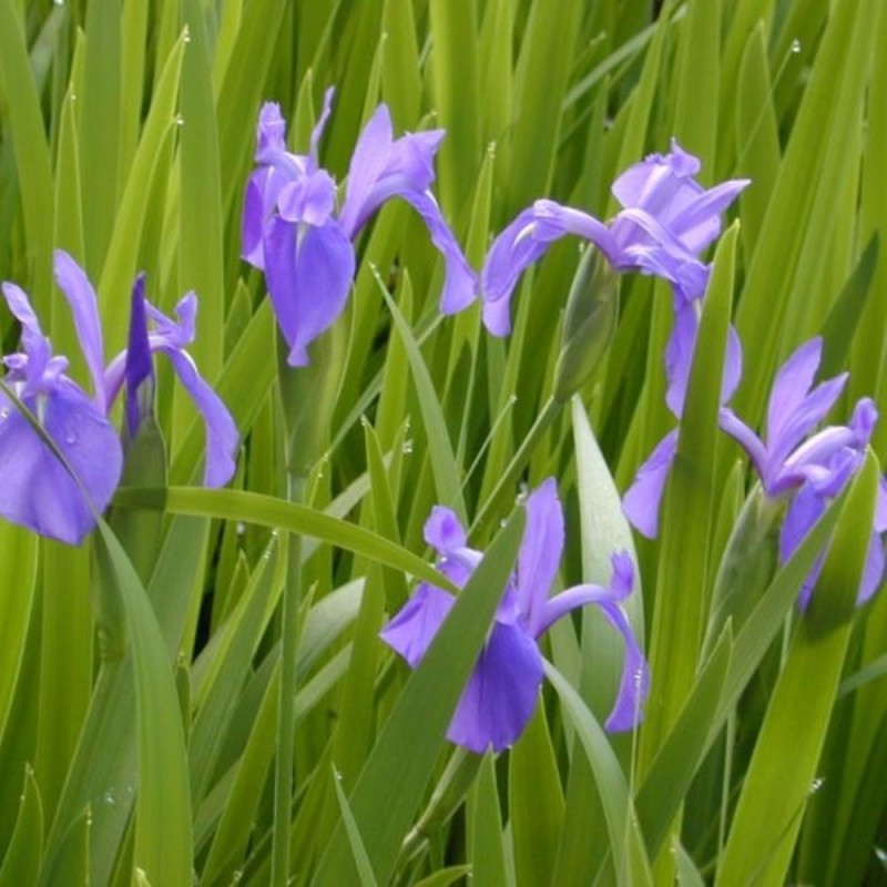 iris-laevigata | Italian Botanical Trips