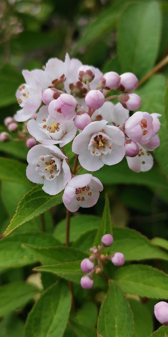 Deutzia compacta 'Lavander Time' | Italian Botanical Trips