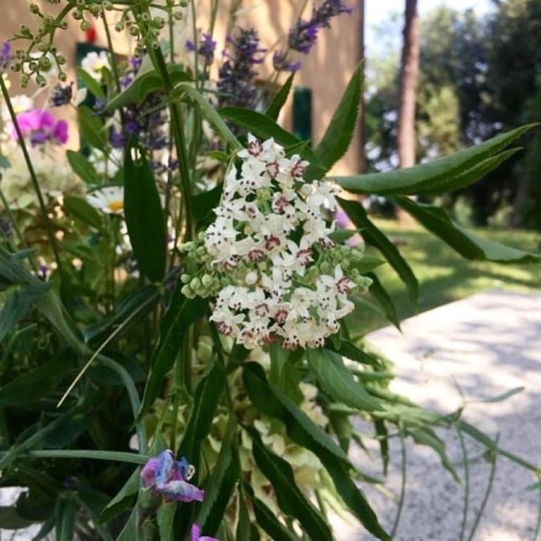 La sambuchella o Sambucus ebulus | Italian Botanical Trips