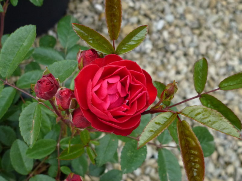 dick koster_012 | Italian Botanical Trips