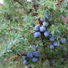 Il ginepro porporino e il gin Cilento Wild Coast | Italian Botanical Trips