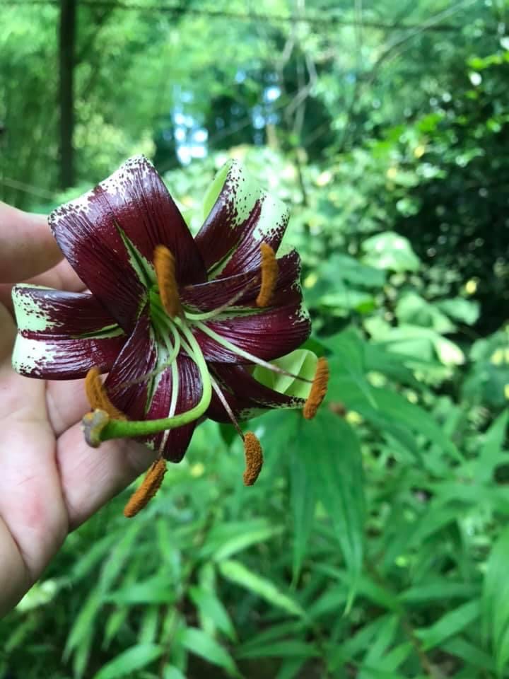 La raffinatezza di Lilium primulinum | Italian Botanical Trips