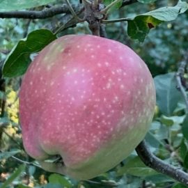 La Mela 'Francesca' | Italian Botanical Trips