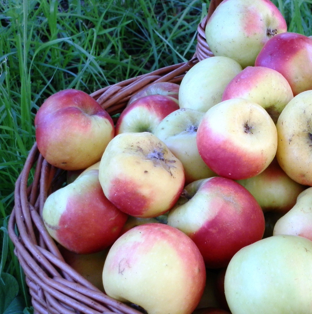 La Mela 'Francesca' | Italian Botanical Trips