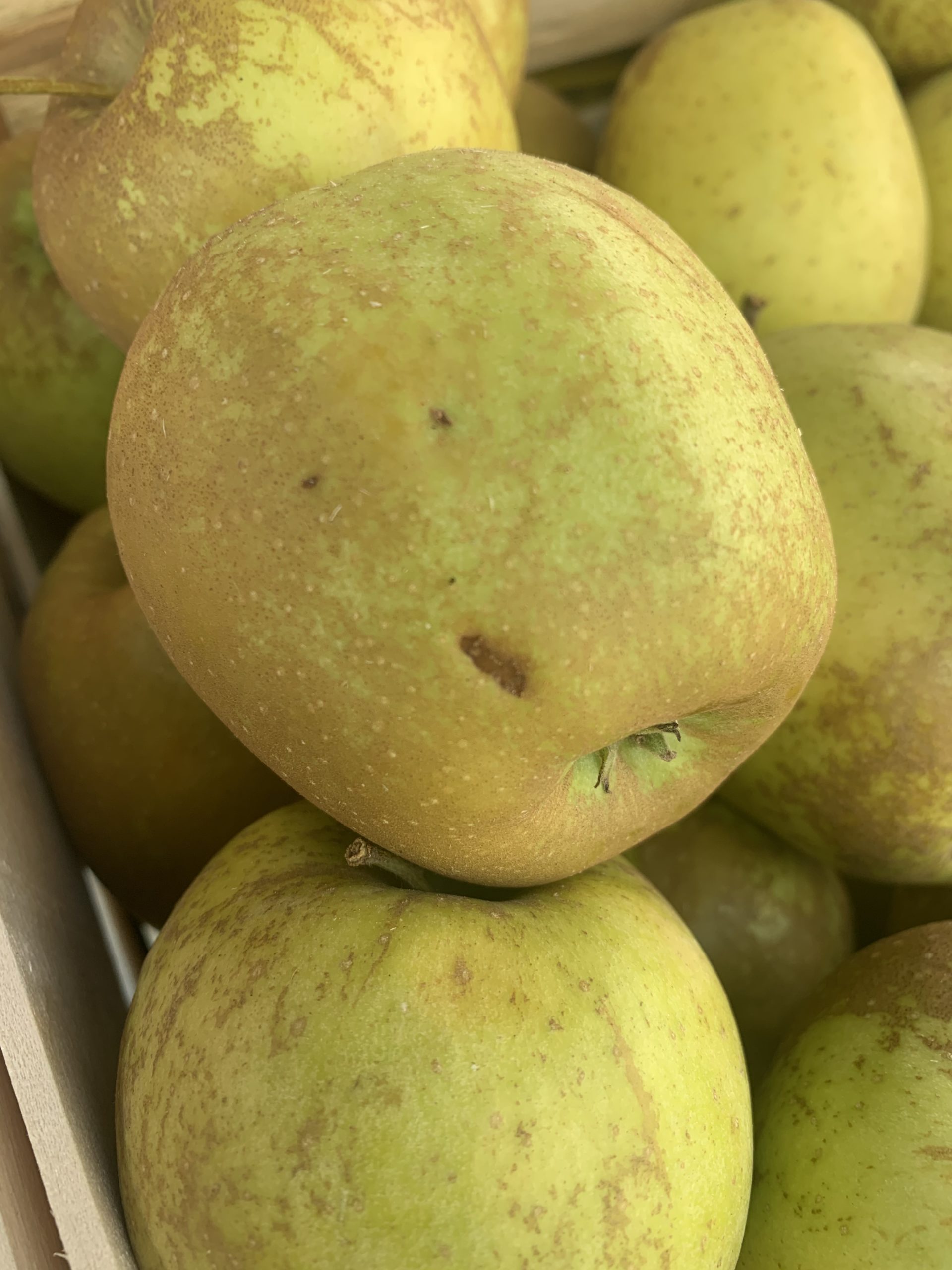 Mela 'Ruggine del Piemonte' | Italian Botanical Trips