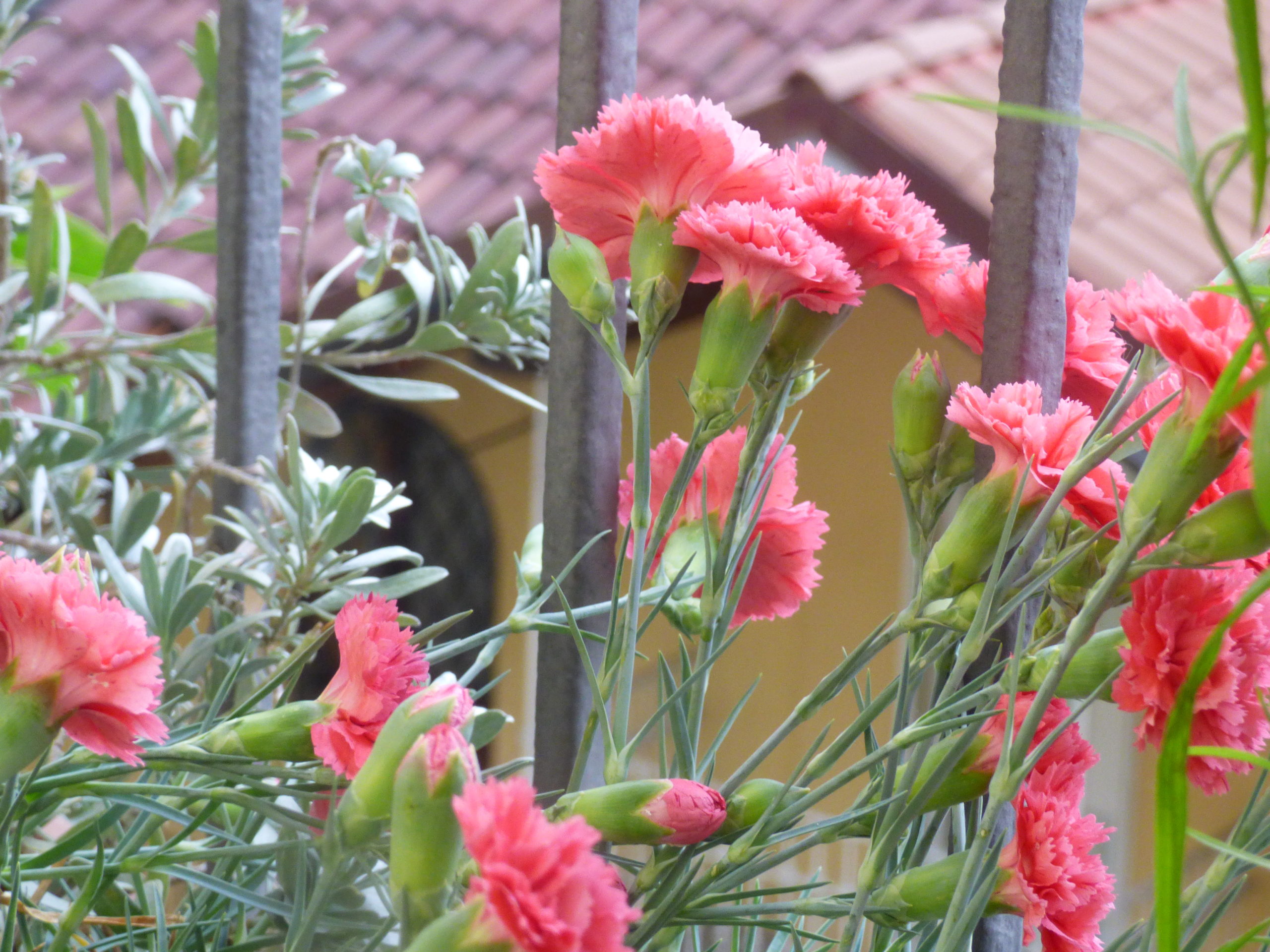 garofani ricadenti 2 | Italian Botanical Trips