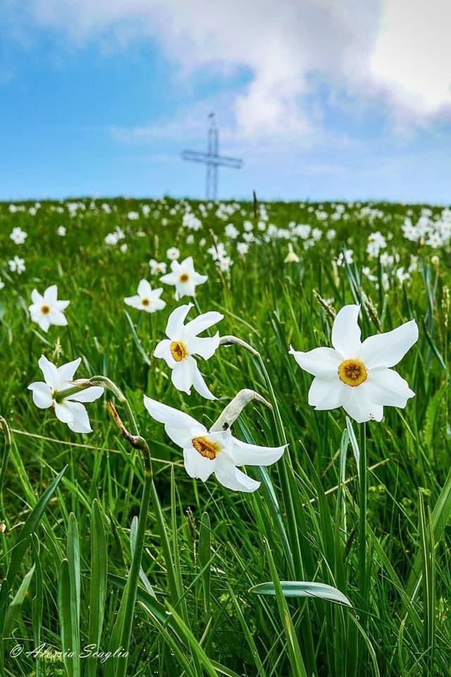 Narcisi in fiore: dove trovarli | Italian Botanical Trips